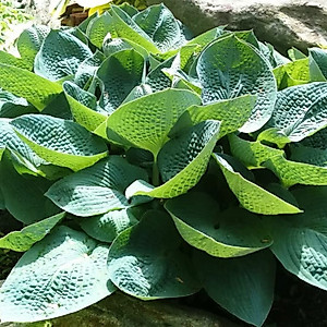 Votaniki Big Daddy Hosta Root Rhizome - Perennials, Hardy, Low-Maintenance Plant with Striking Foliage - Large, Fast-Growing Hosta Root Rhizome for Shade Gardens, Easy to Grow (8 Pack)