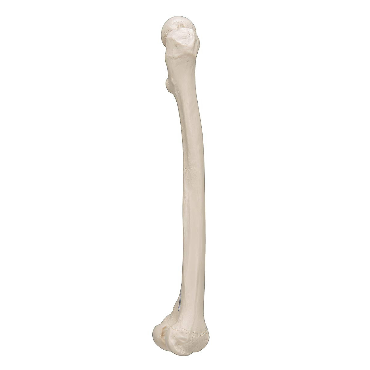 3B Scientific A35/1 Femur - 3B Smart Anatomy