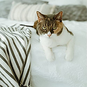 Earthbath Hypo-Allergenic Cat Shampoo - For Sensitive Skin & Allergies - Fragrance Free 16 oz