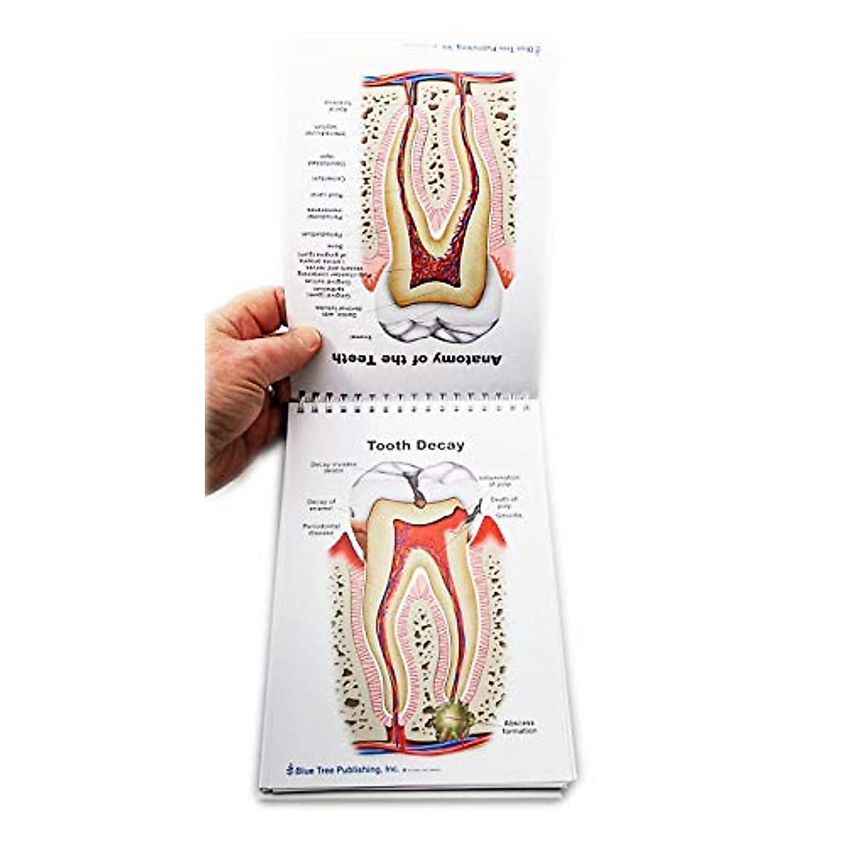 Dental Charts (Flip Chart, Stand up)