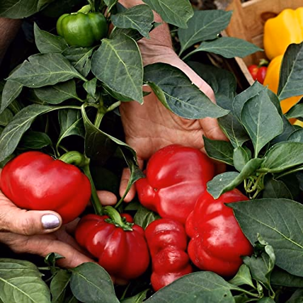 The Old Farmer's Almanac Heirloom Sweet Pepper Seeds (Big Red) - Approx 30 Seeds - Non-GMO, Open Pollinated, USA Origin