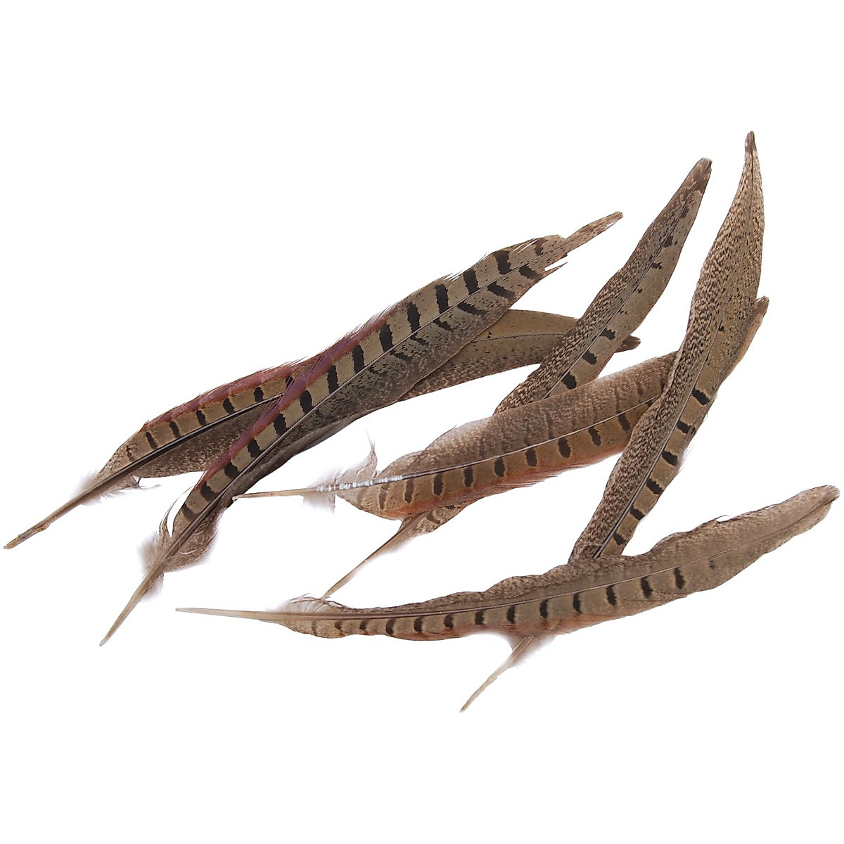 Midwest Design Ringneck Pheasant Feathers 6/Pkg, Natural
