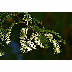 Jurassic Dawn Redwood | Tree Seed Grow Kit | The Jonsteen Company