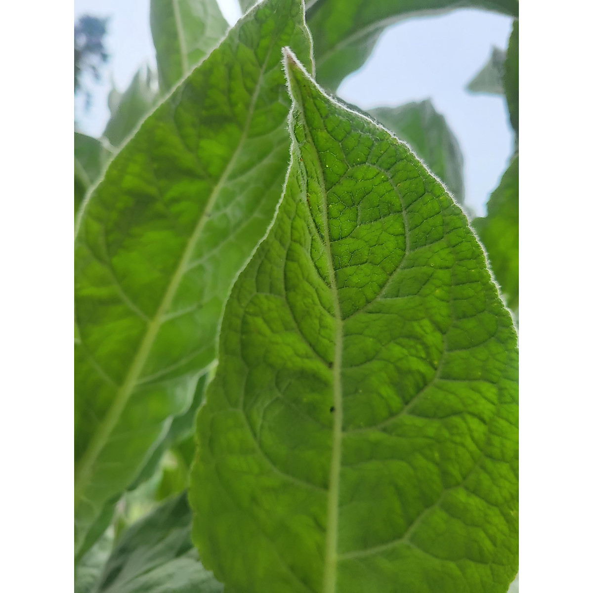 1000 Great Mullein Seeds (Verbascum Thapsus)