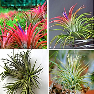 Air Plants Live, 10 Red Tillandsia Air Plants Live Houseplants for Growing Indoors Outdoors, 2 to 3 Inches Tall, Tillandsia Plants Live, Live Air Plants