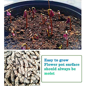 30pcs Mix Oxalis Triangularis Bulbs Purple and Green Shamrocks Bulbs Robust Bulbs for Planting Easy to Grow