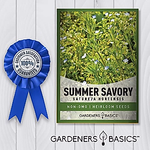 Summer Savory Seeds for Planting is A Heirloom, Non-GMO Herb Variety- Satureja Hortensis Herb Seeds Great for Indoor, Outdoor, Hydroponic Gardening by Gardeners Basics