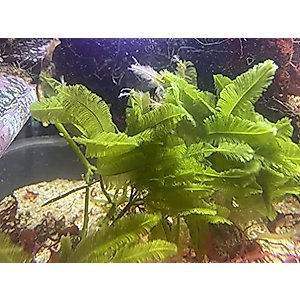 Live Saltwater Plant 5-7 inches Caulerpa Palm Tree Macroalgae Live Marine Plant Coral Reef Refugium Sump Display
