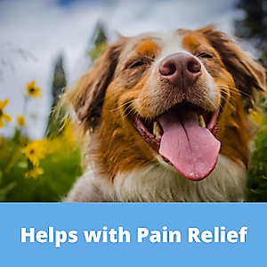 iVitamins Hemp Oil for Pets, Dogs, Cats : 4 fl oz : May Help with Separation, Inflammation, Joints, HIPS, and More : Hemp Extract : Easily Apply to Treats (1,000mg)