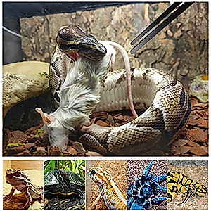 WOLEDOE Snake Feeding Tongs, 2Pcs Long Tongs Tweezers, Suit for Ball Python, Spider, Snakes, Lizards, Rose Hair Tarantula, Chameleon, Leopard Geckos - Black