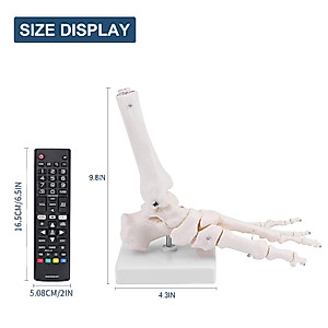 Winyousk Human Foot Skeletal Model, Foot Bone Model with Fibula and Tibia, Fully Articulated Using Wires, A Model That Simulates Natural Motion