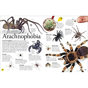 Everything You Need to Know About Bugs