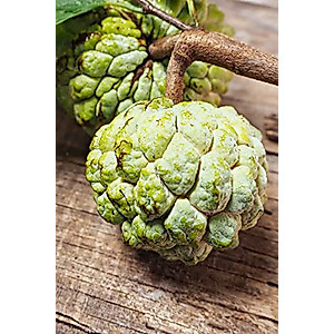 Annona Squamosa Sugar Apple Tree Live Plant Live Sugar Apple Fruits Plant 20 Inc Height for Planting