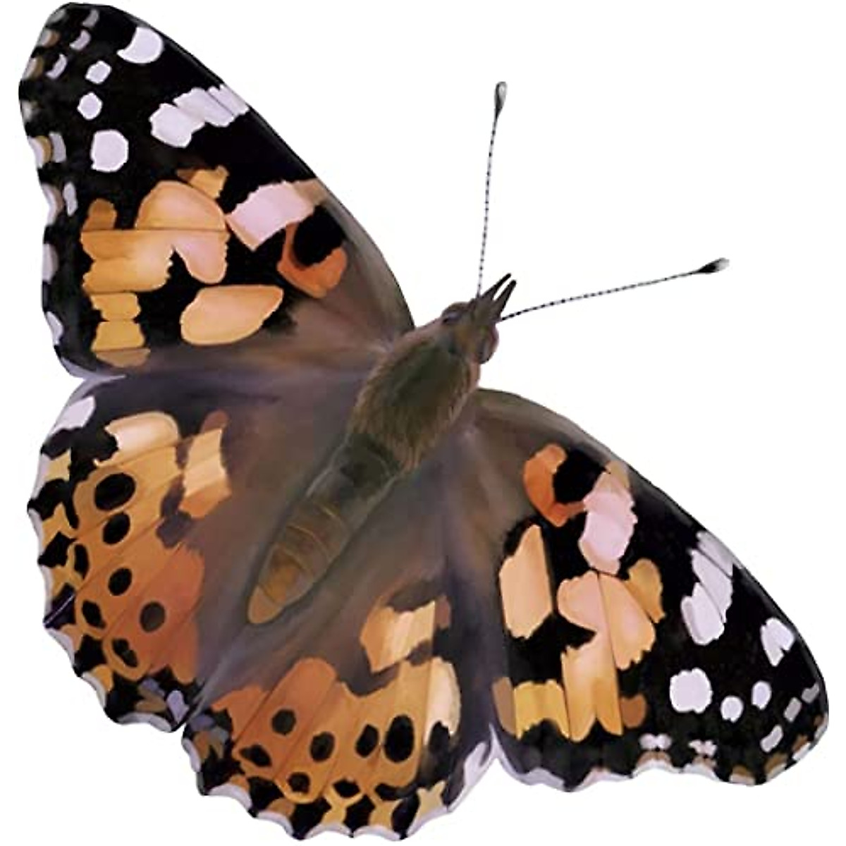 Insect Lore Giant Butterfly Garden with Voucher | 18 Inch Habitat | Life Cycle Figurines Included | Voucher to Redeem 5 Baby Caterpillars Later | Raise Painted Lady Butterflies