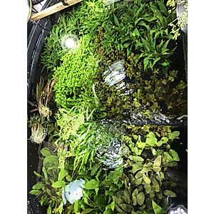 Marcus Fish Tanks Red Myrio Myriophyllum Heterophyllum Foxtail Watermilfoil Live Aquarium Plants