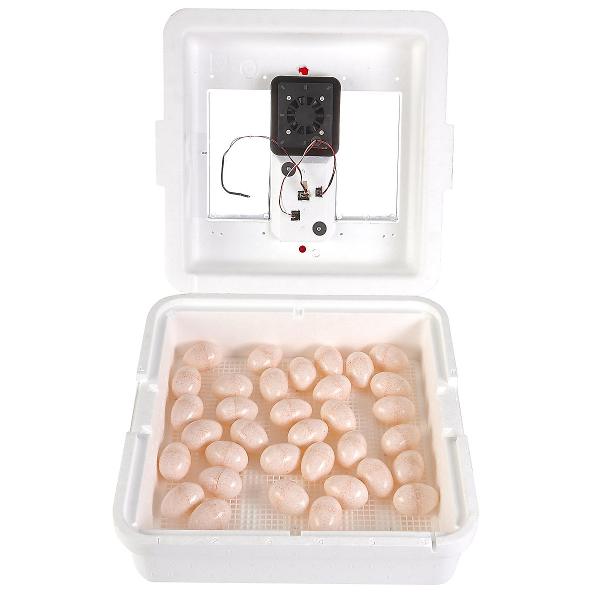 Little Giant® Digital Circulated Air Incubator | 41 Eggs | Egg Incubator with Fan, Temperature and Humidity Control | Hatching Eggs