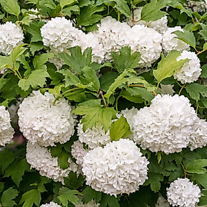 Old Fashion Snowball Viburnum Plant Live from 6 to 12 Inc Height 4 Inc Pot, Japanese Viburnum Shrub