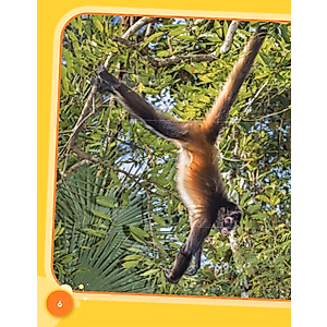 Teacher Created Materials 27329 Amazing Animals: Spider Monkeys: Place Value (Amazing Animals: Mathematics Readers)