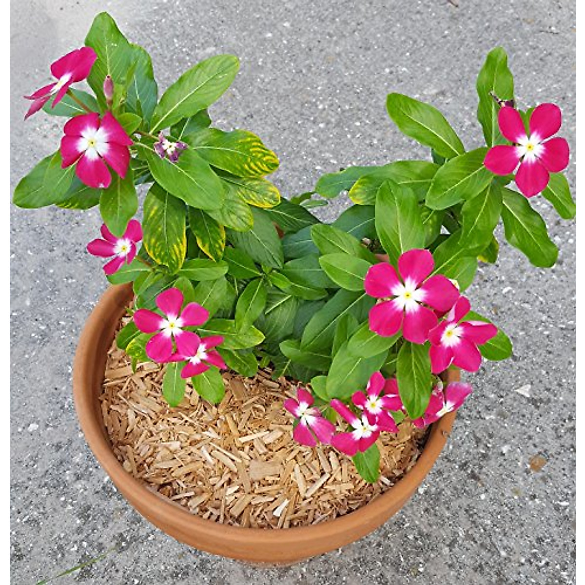 100% Natural Cedar Chips | Mulch | Great for Outdoors or Indoor Potted Plants | Dog Bedding | Pleasant Earthy Smell (4 Quart)