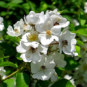 Rosa Multiflora Seeds Multiflora Rose, Baby Rose Fragrant Edible Fruit Culinary Uses Garden Borders Outdoor 20Pcs Flower Seeds by YEGAOL Garden