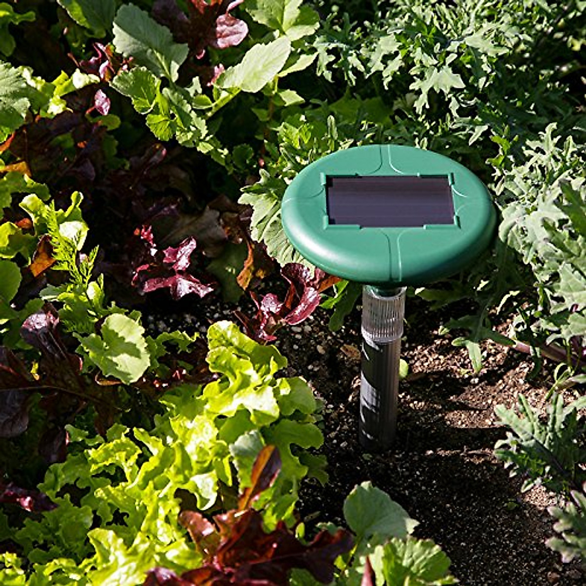 Good Life, Inc. Solar Safeguard | Solar Powered Mole, Gopher & Vole Repeller | Ultrasonic Sounds & Vibrations | Large Coverage Area | Water & Weather Resistant
