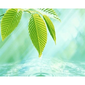 Selective focus close up of green leaves above water ripples in blue Poster Print by Panoramic Images (24 x 20)
