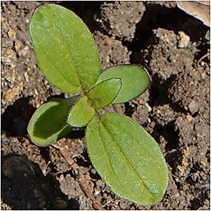 Seed Needs, Dwarf Sunspot Sunflower Seeds for Planting (Helianthus annuus) Heirloom & Open Pollinated - Grows 2 Feet Tall (2 Packs)