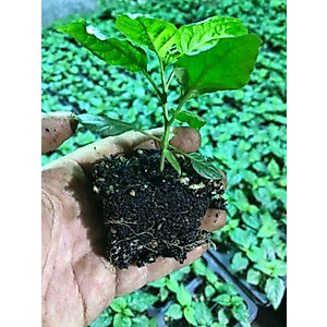 Green Jalapeno Plant - Three (3) Live Plants - Each 75 Days Old - Not in Pots - Hot Pepper Range Between 2,500 and 8,000 SHU for Planting in Your Organic Garden