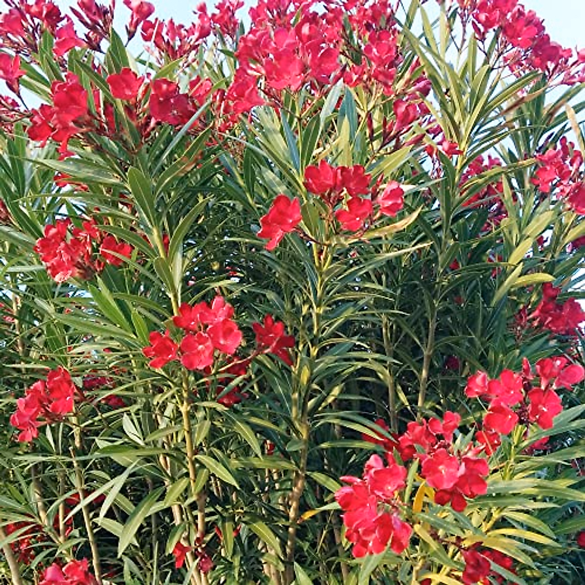 Nerium Oleander Seeds Hardy Red Oleander Evergreen Deer & Rabbit Resistant Drought & Salt Tolerant Showy Low Maintenance Pathway Hedge Screen Container Outdoor 5Pcs Shrub Seeds by YEGAOL Garden