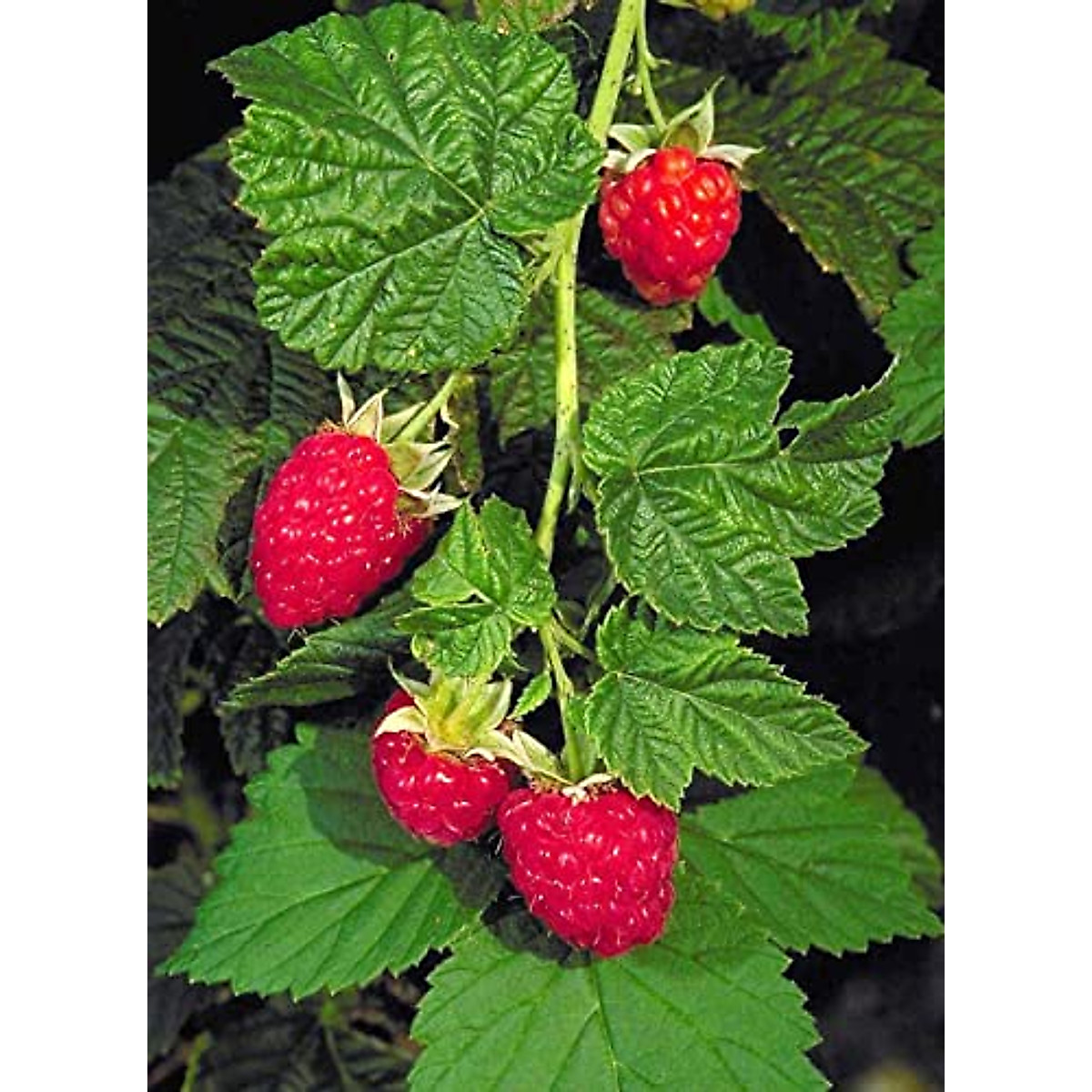 GreenWOW 200+ Red Raspberry Seeds - Non-GMO&Heirloom Organic Friut for Planting Home Garden/Outdoor