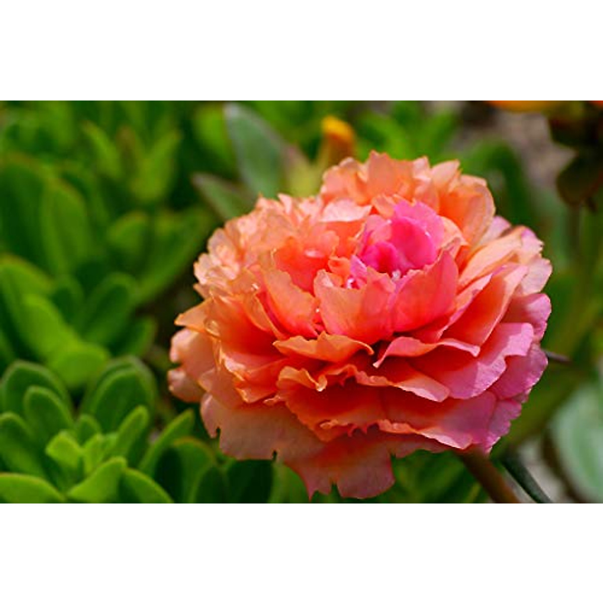 hua xian zi,Moss Rose (Portulaca Grandiflora) Mixed Colors 10000+ Fresh Seeds