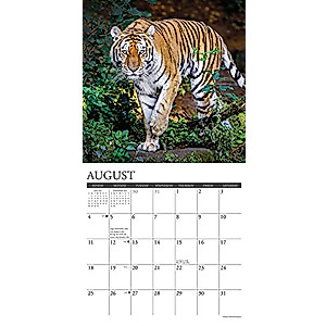 Willow Creek Press Tigers Monthly 2024 Wall Calendar (12" x 12")