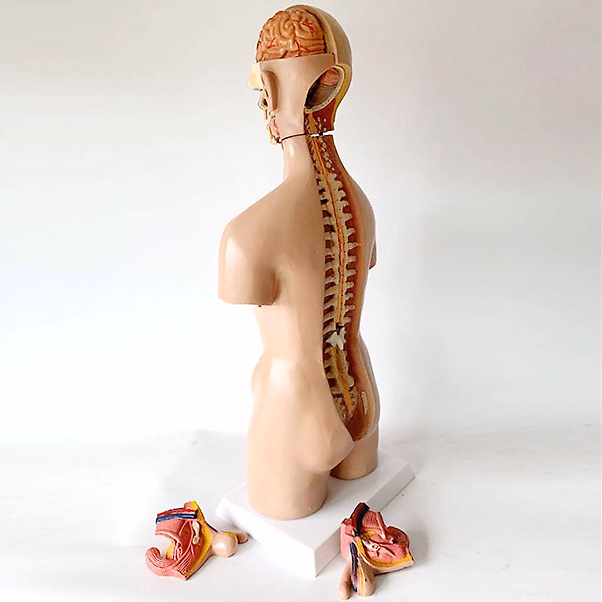 KINOFU Teaching Model, Human Torso Body Model 55Cm Anatomy Anatomical Medical Internal Organs Trunk Human Internal Body Model for Teaching Anatomy Biology Teaching Aids