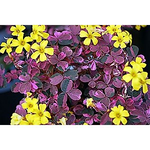 Plum Crazy Shamrock - Oxalis - 2.5" Pot - Fairy Garden Plant/House Plant/Edible