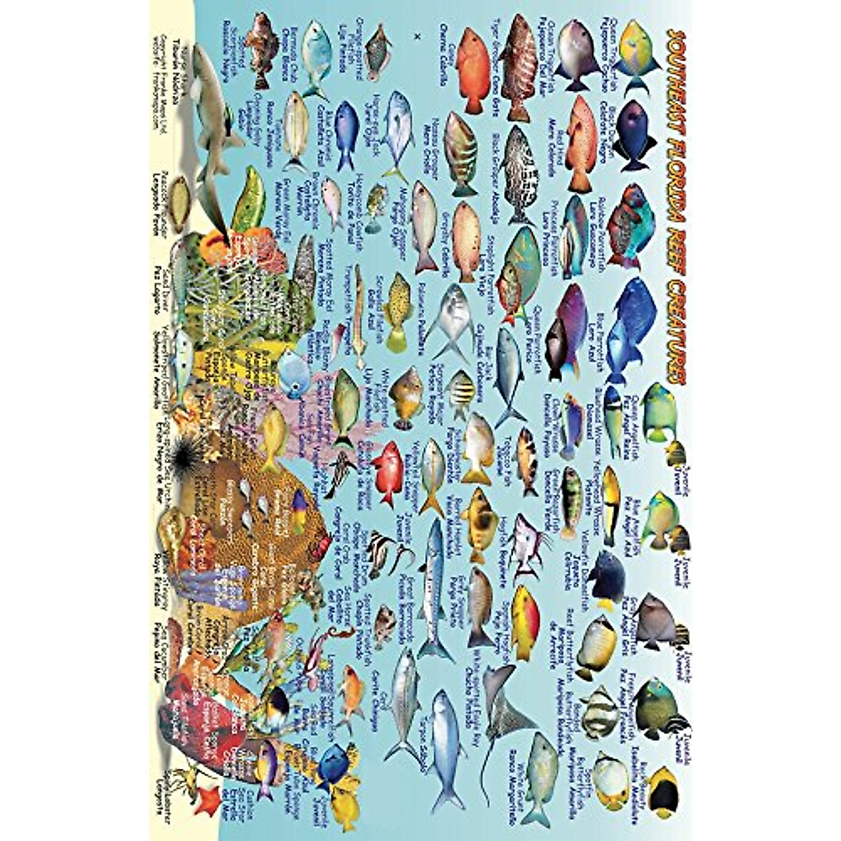 Southeast Florida Dive Map & Coral Reef Creatures Guide Franko Maps Laminated Fish Card