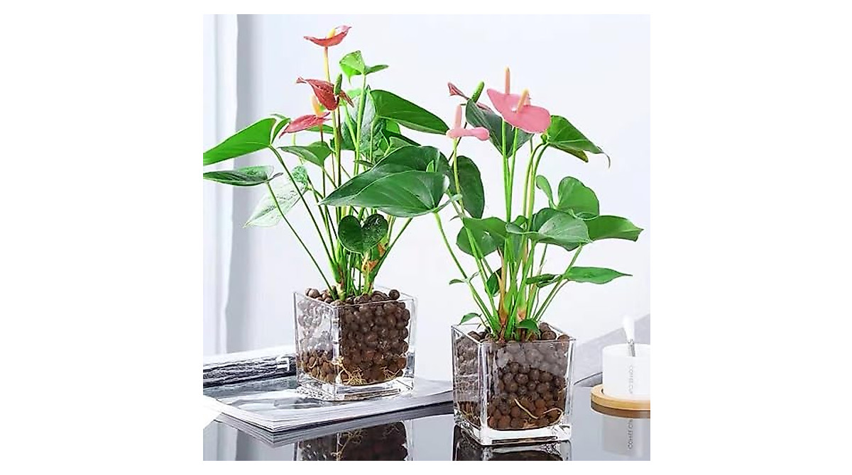 5LB LECA for Plants, 4-16mm Small Expanded Clay Pebbles for Hydroponic ...