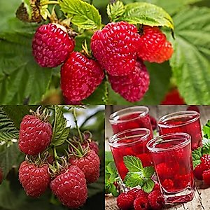 Raspberry Seeds 550 Pcs - Planting Red Fruit Seed Home Garden Bonsai