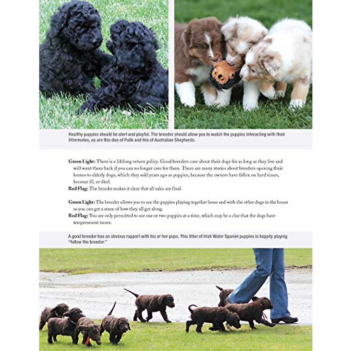 The New Complete Dog Book, 22nd Edition: Official Breed Standards and Profiles for Over 200 Breeds (CompanionHouse Books) American Kennel Club's Bible of Dogs: 920 Pages, 7 Variety Groups, 800 Photos