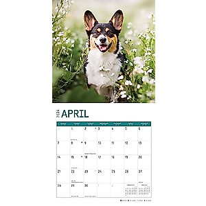 2024 Corgis Monthly Wall Calendar by Bright Day, 12 x 12 Inch Cute Dog Breed Gift