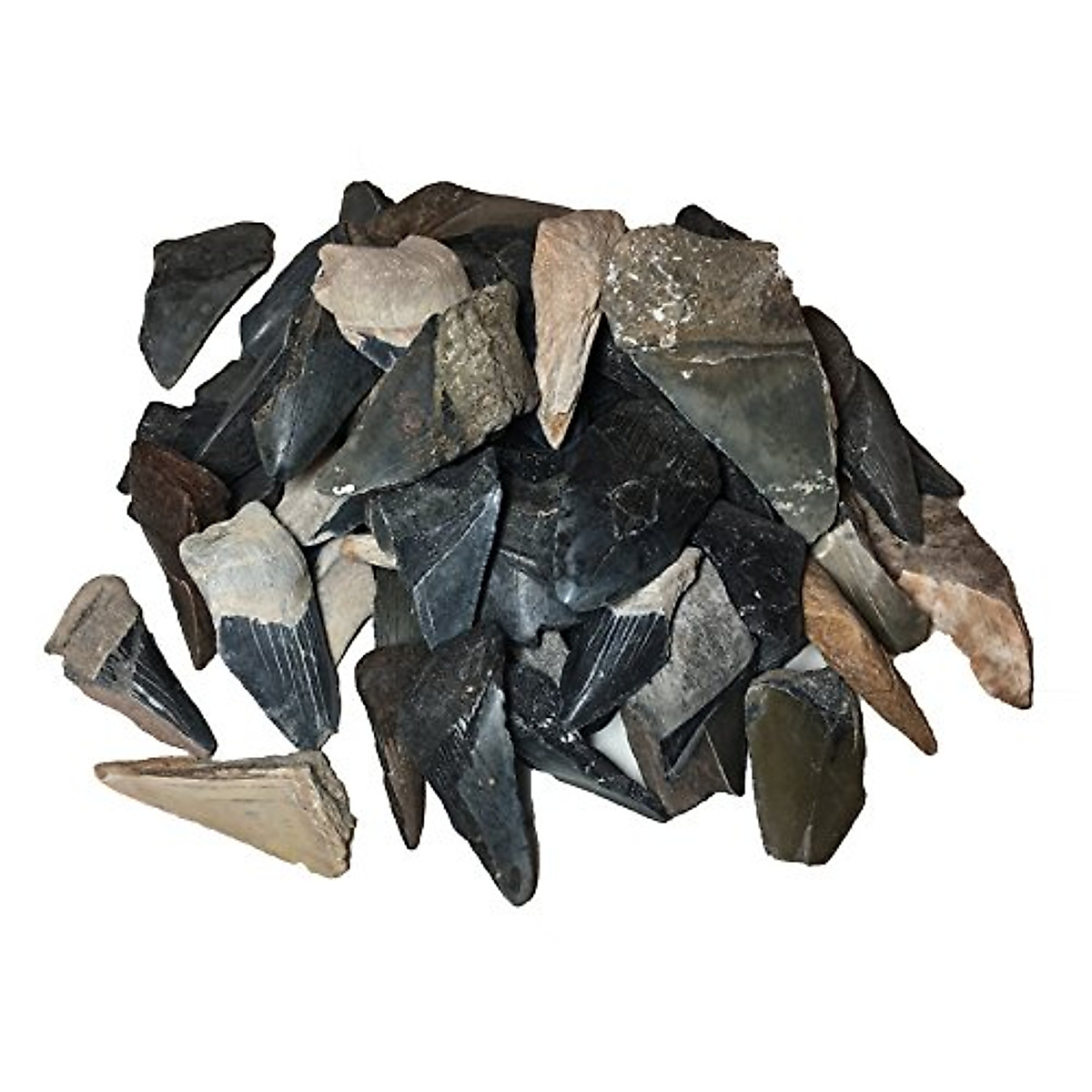 Fossil Megalodon Shark Tooth specimens (Half-Pound).Over 2 Million Years Old, These Fossils Excite Young and Old Earth Science Enthusiasts as They Literally Hold History in Their Hands.