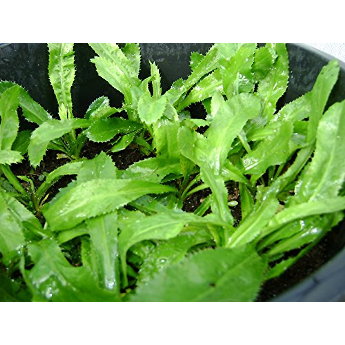 1000 Premium Organic Culantro - NGO GAI - Mexican Coriander - Thai Parsley - Recao - Seeds by Happy Seeds & Garden