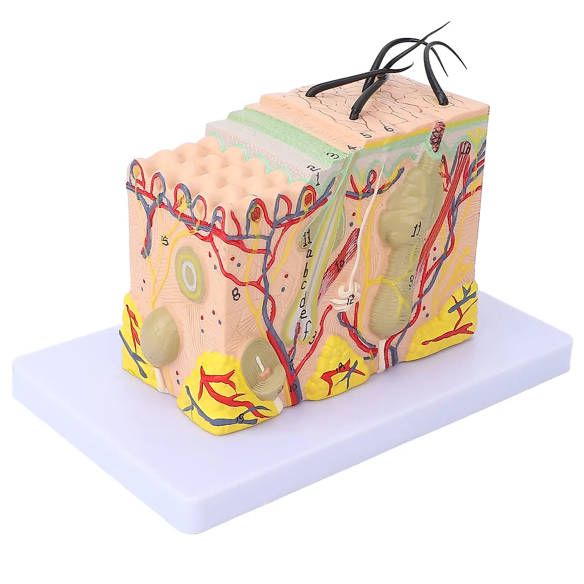 35x Enlarged Anatomical Skin Model for Cosmetology Study 3D Teaching Aids with Labeled Diagram Skin Model Ultrassist Skin Anatomy Model Teaching Tool for Science Study