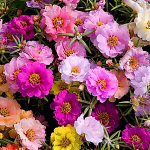 5000+ Mixed Moss Rose Seeds for Planting - Portulaca Grandiflora Seeds Tropical Ground Cover Plant Seeds - Heat & Drought Tolerant