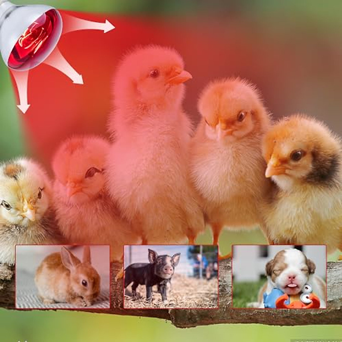 250 Watts Heat Lamp Bulbs, R40 Brooder Heat Lamp Bulbs for Chickens, Infrared Reflector Heat Bulbs for Brooder Heater, Incandescent Heating bulb for Pet, Light Therapy, Bathroom, Food (1 Pack)