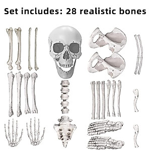 Halloween Skeleton Bones Realistic Looking Skulls Human Skeleton For Halloween Scary Graveyard Haunted House Lawn Yard Decorations(28 pieces）