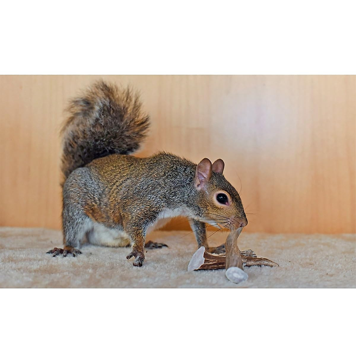 Exotic Nutrition Antler Chews - Safe Small Animal Chew - Natural Source of Healthy Minerals - Chinchilla, Hamster, Degu, Prairie Dog, Squirrel and Other Chewing Pets