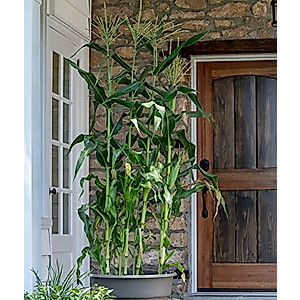 Burpee On Deck Sweet Corn Seeds 50 seeds