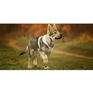 PET SUPPLEMENTS & NUTRITION LLC Dog Joint Hip Supplement - Joint Health with Turmeric - MSM - GLUCOSAMINE - Hip Support - Dog glucosamine chondroitin Supplement - 180 Tablets (3 Bottles)