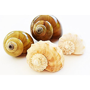 4 Large Shell Hermit Crab Changing Set - Select Shells - Large 1 1/4"-1 3/4"+ Opening - Land Snail and Conch Shells