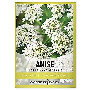 Anise Seeds for Planting is A Heirloom, Non-GMO Herb Variety- Pimpinella Anisum Herb Seeds Great for Indoor and Outdoor Gardening by Gardeners Basics